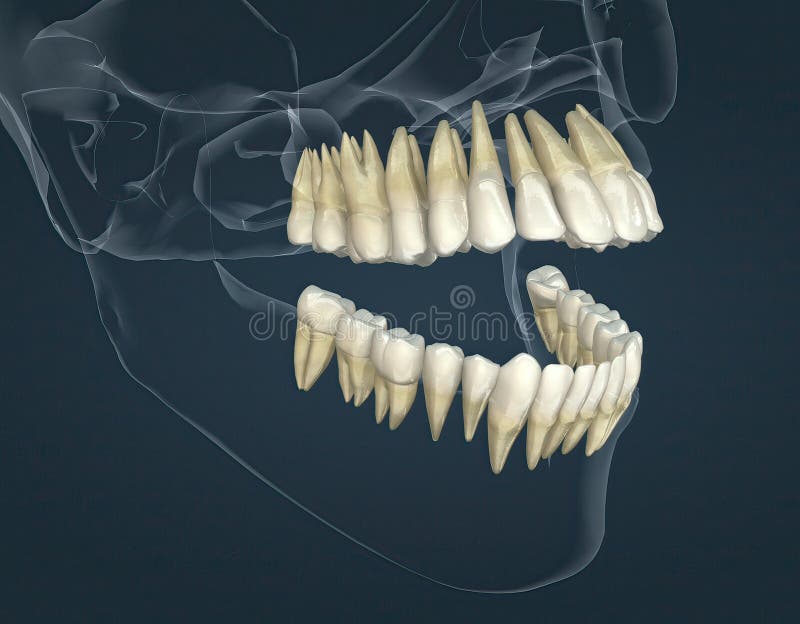 Full Anatomy Upper and Lower Teeth Stock Illustration - Illustration of ...