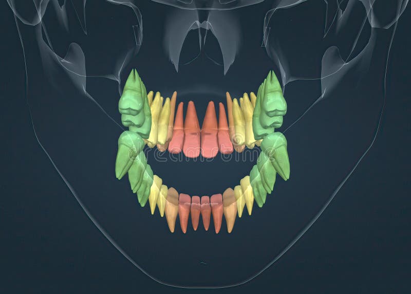 Full Anatomy Upper and Lower Teeth Stock Illustration - Illustration of ...