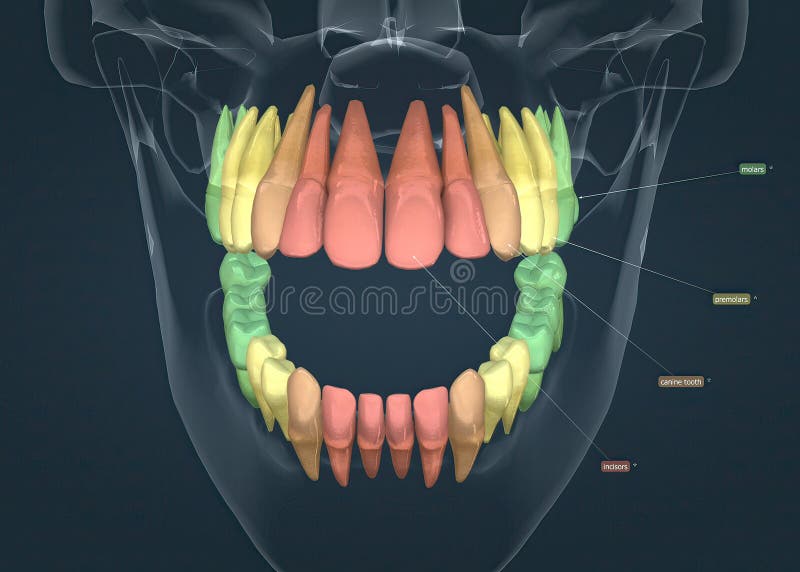 Full Anatomy Upper and Lower Teeth Stock Illustration - Illustration of ...
