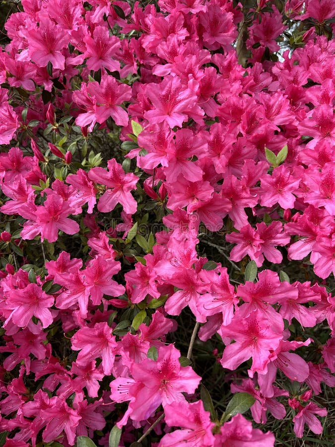 Full Background of Pink Azaleas Stock Photo - Image of plant, frame ...