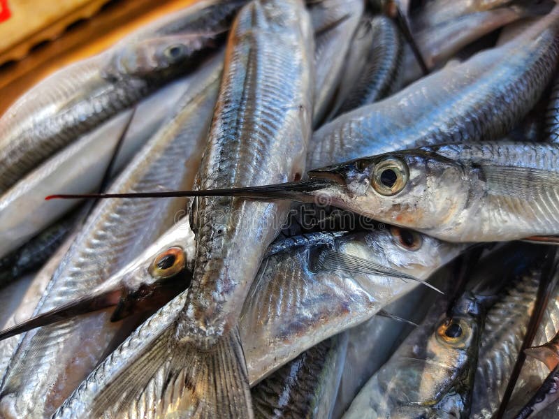 Full Beak Fish Strogylur Spipe Fish Close Up HD Stock Photo - Image of ...