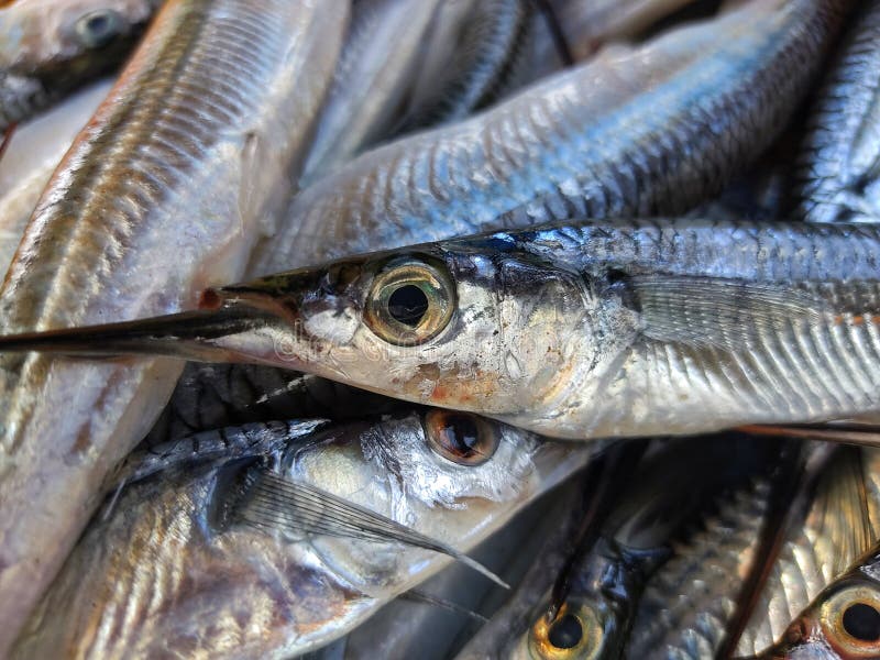 Full Beak Fish Strogylur Spipe Fish Close Up HD Stock Image - Image of ...