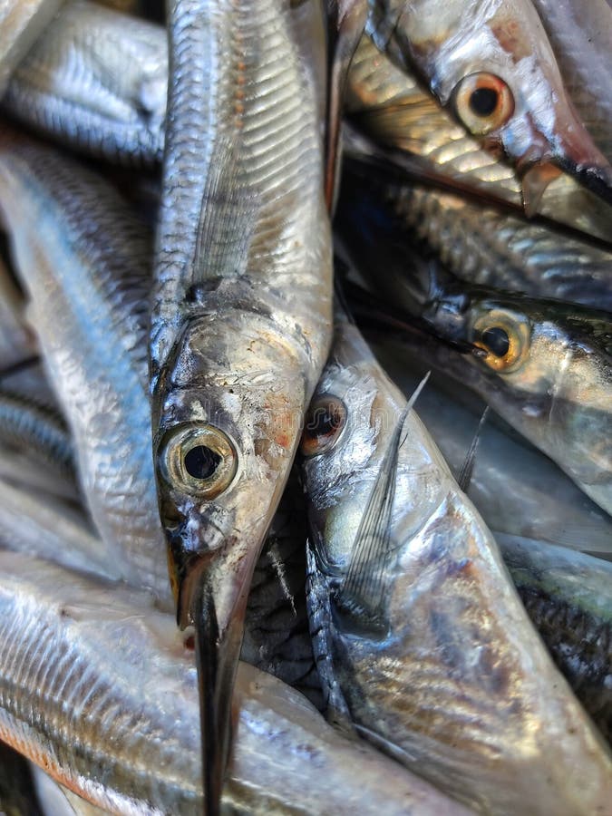 Strogylur Spipe Stock Photos - Free & Royalty-Free Stock Photos from ...