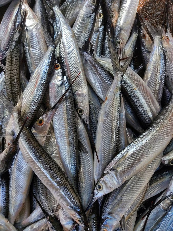 Full Beak Fish Strogylur Spipe Fish Close Up HD Stock Image - Image of ...