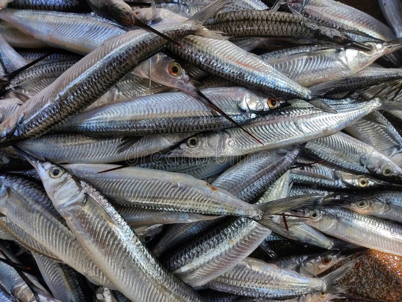 Full Beak Fish Strogylur Spipe Fish Close Up HD Stock Photo - Image of ...