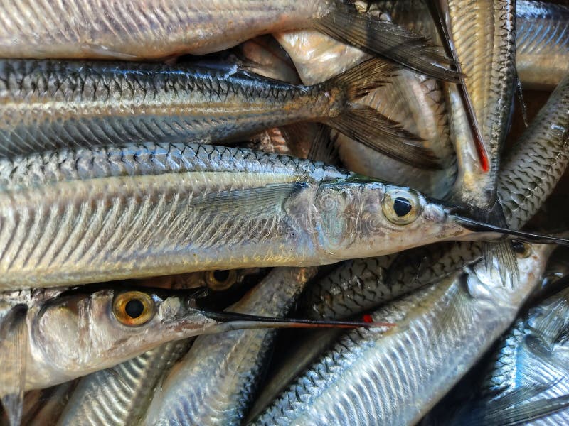 Full Beak Fish Strogylur Spipe Fish Close Up HD Stock Image - Image of ...