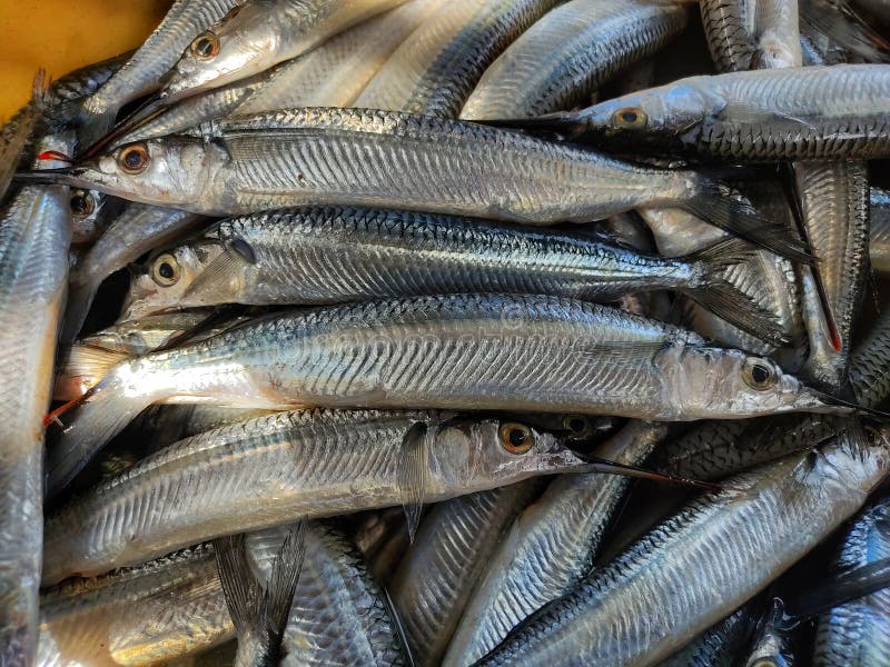 Full Beak Fish Strogylur Spipe Fish Close Up HD Stock Photo - Image of ...