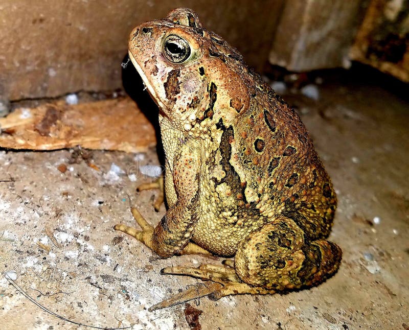 Full Belly Toad stock photo. Image of frog, full, belly - 202021140