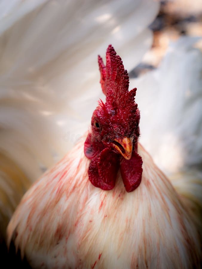 Fighting Rooster Face