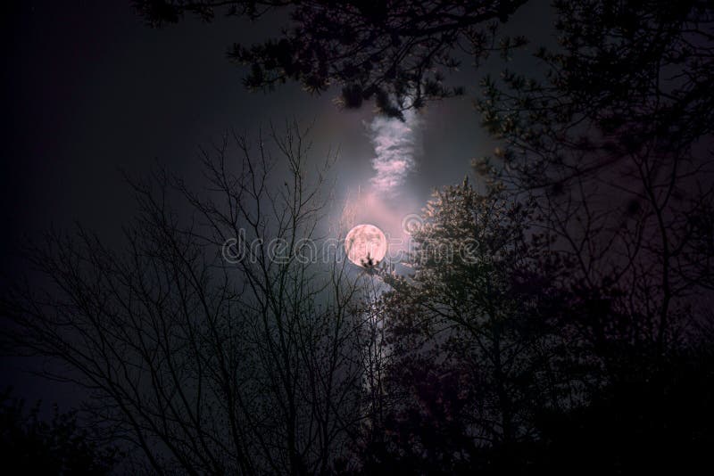 Full Blood Moon in Night Sky Behind Trees Stock Photo - Image of moon ...