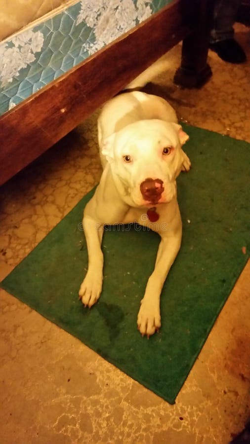 Full blooded American pit stock image. Image of saddie - 91548975