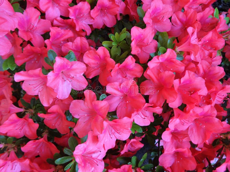 Full Bloom Elegant Pink Azalea Flowers Stock Image - Image of freshness ...