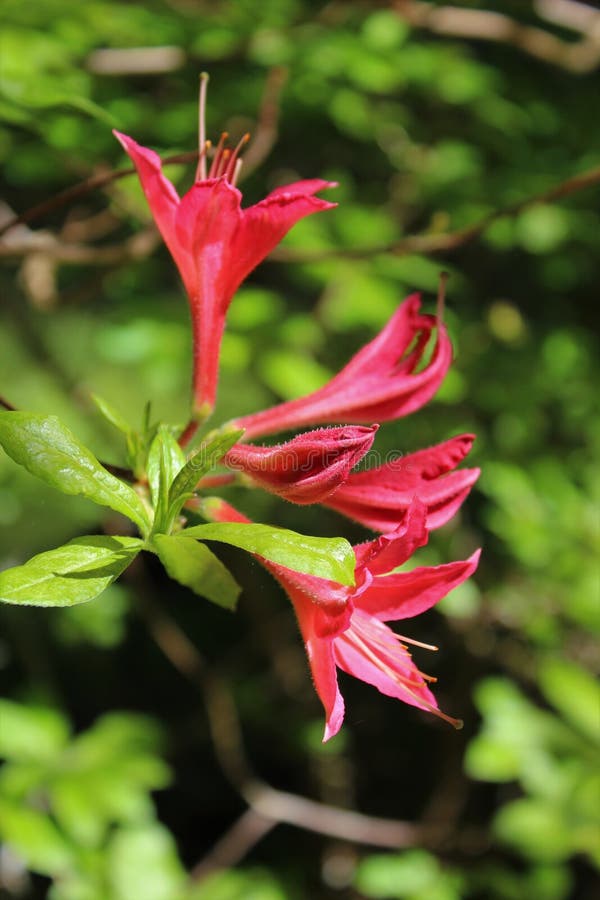 Full Bloom Elegant Red Azalea Flowers Stock Image - Image of cluster ...