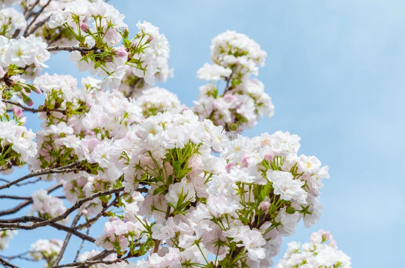 Full Bloom Japanese Sakura and Blue Sky Stock Photo - Image of backdrop ...