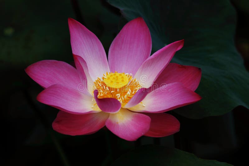Full bloom lotus stock image. Image of pond, nature, grow - 29482103