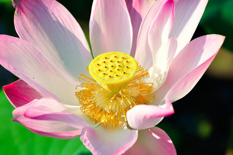 Full bloom lotus stock photo. Image of lily, floral, lotus - 40512488