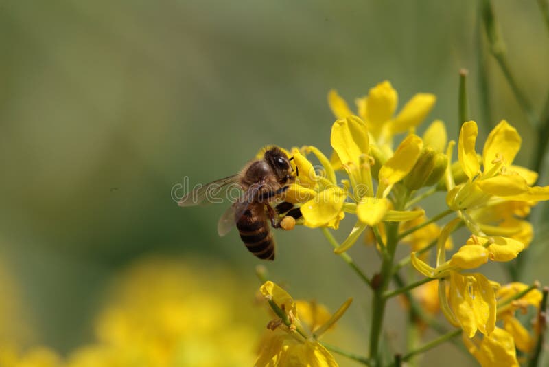 A bee picking flowers stock image. Image of park, taste - 113403097