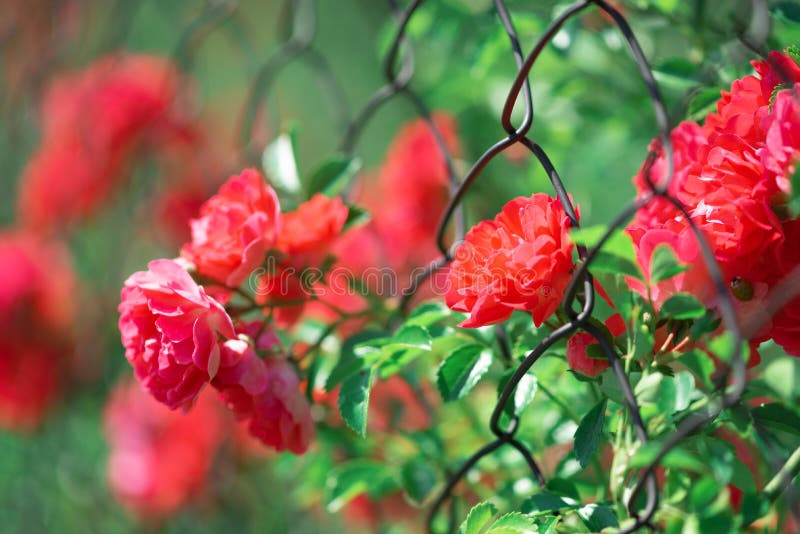 Full Bloom of Pink Climbing Roses Background. Soft Focus Stock Image ...