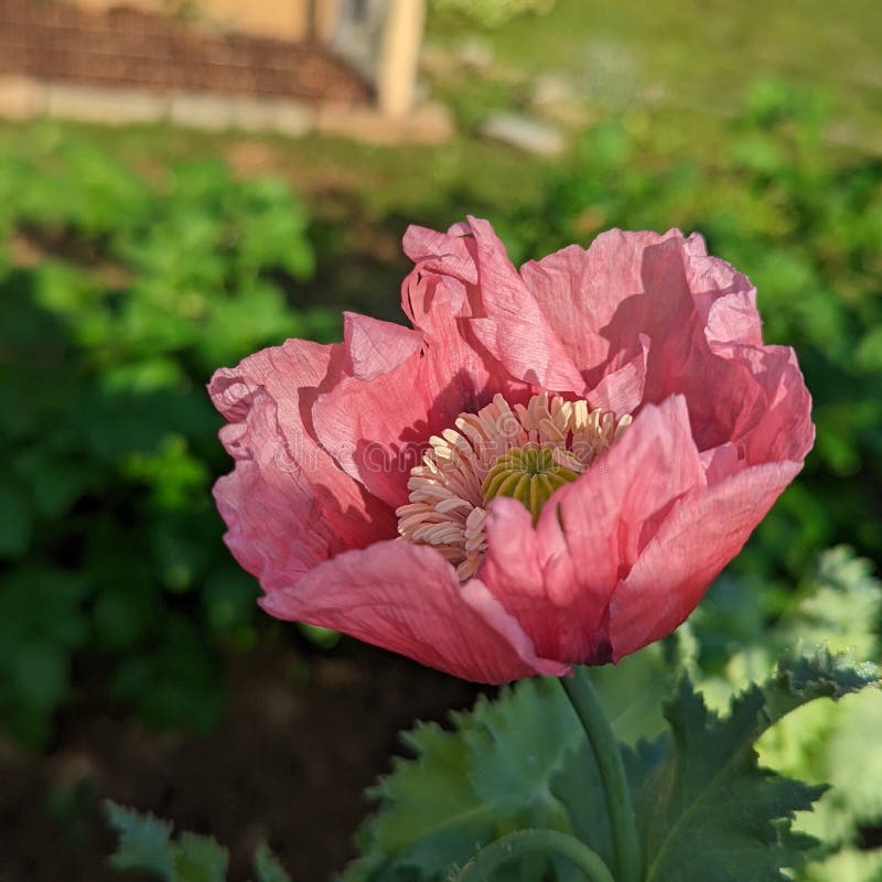 Full Bloom Pink Heirloom Poppy Stock Photo - Image of flower, garden ...