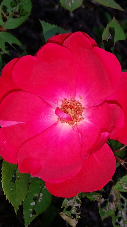 Full bloom stock photo. Image of full, bloom, rose, fully - 94490046