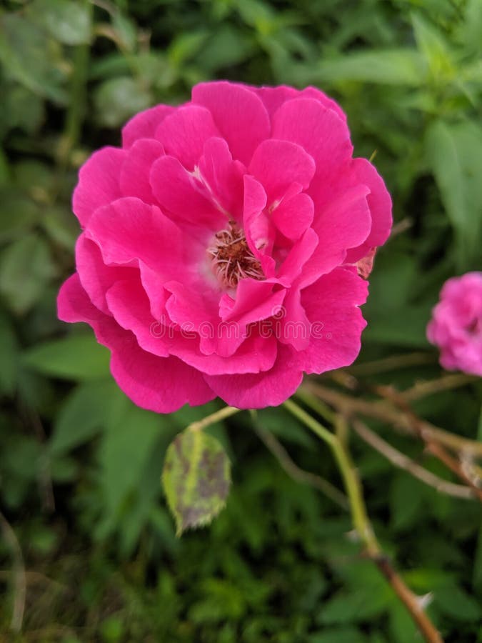 Full Bloom Pink Rose on Stem Stock Image - Image of bloom, stem: 152772619