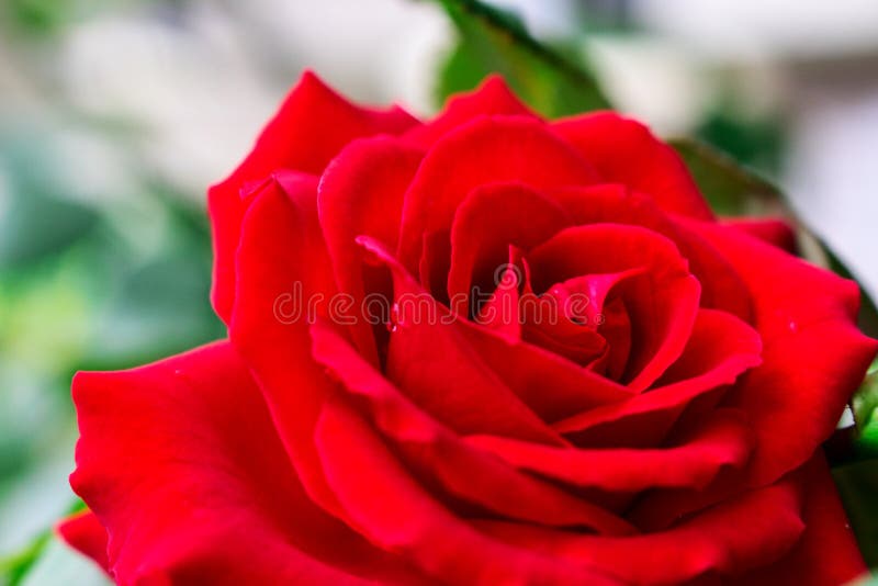 Full Bloom Red Rose stock photo. Image of full, beauty - 109709180