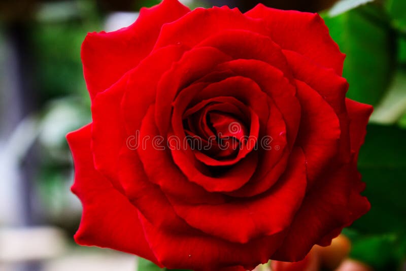 Full Bloom Red Rose stock photo. Image of green, greeting - 109709186