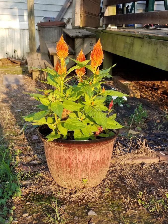 Full bloom stock photo. Image of flowers, full, bloom - 126215028