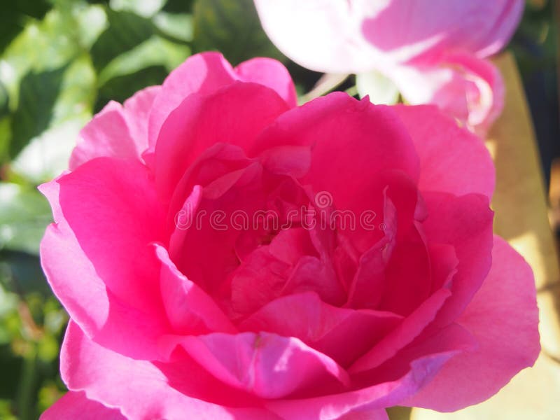 Full Bloom Rose. the Flower Bud is Pink Stock Photo - Image of ...
