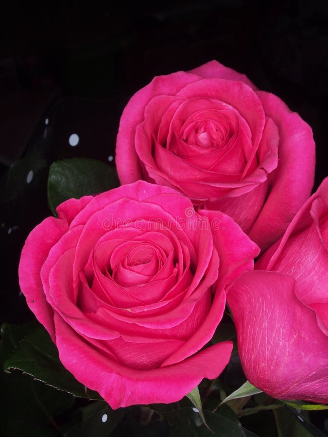 Full Bloom Rose. the Flower Bud is Pink Stock Photo - Image of macro ...