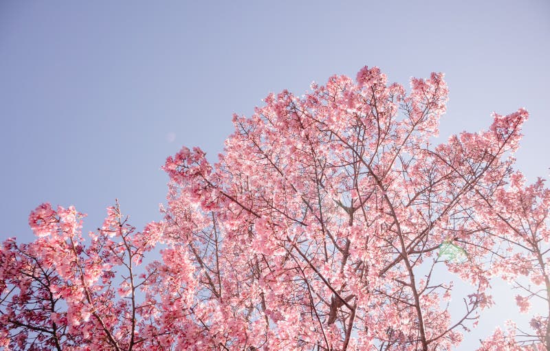 Full Bloom Sakura Cherry Blossom in Sunlight Stock Photo - Image of ...