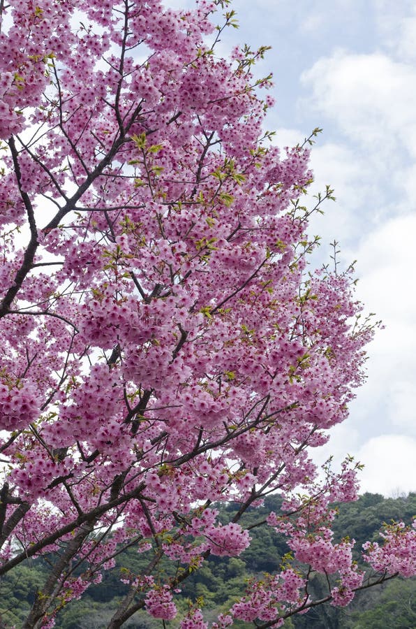 Full bloom sakura stock photo. Image of japanese, attraction - 52725418