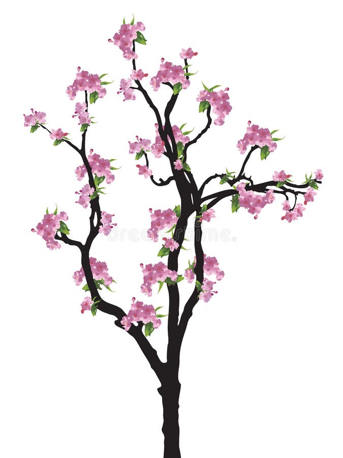 Full bloom sakura tree stock vector. Illustration of floral - 69625457