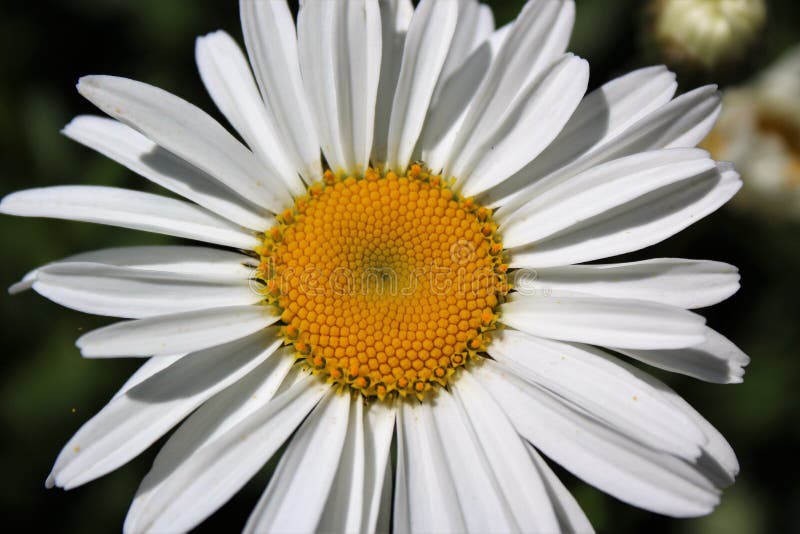 Full Bloom Shasta Daisy in July Stock Photo - Image of nature, garden ...