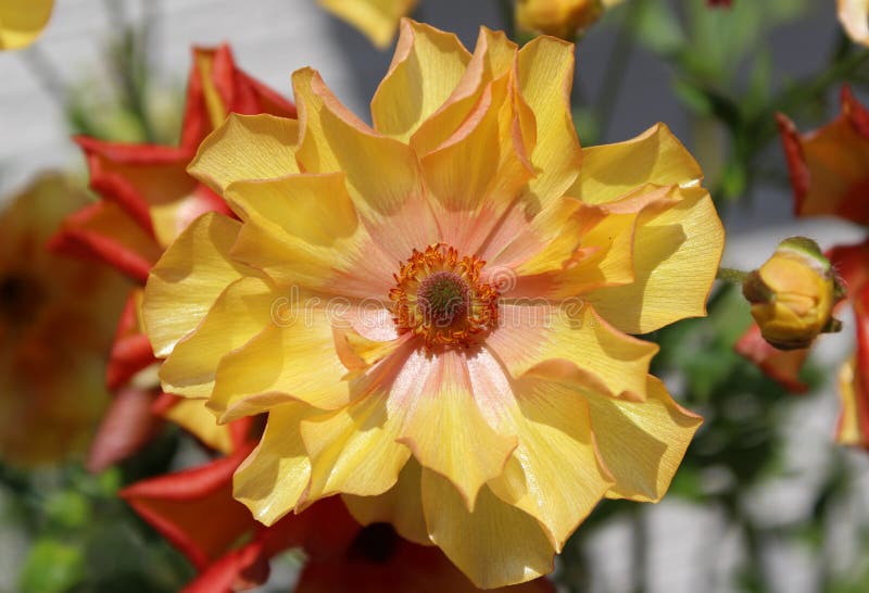 A full bloom spring flower stock photo. Image of bulb - 148185354