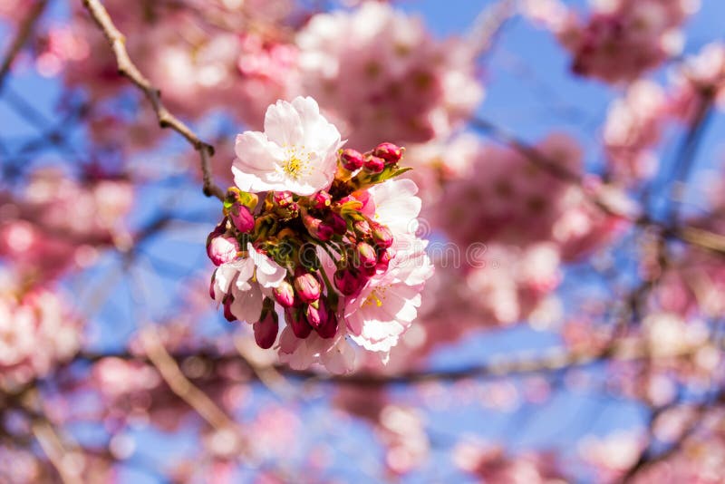 Full Bloom in Springtime of Cherry Blossom Trees Stock Image - Image of ...