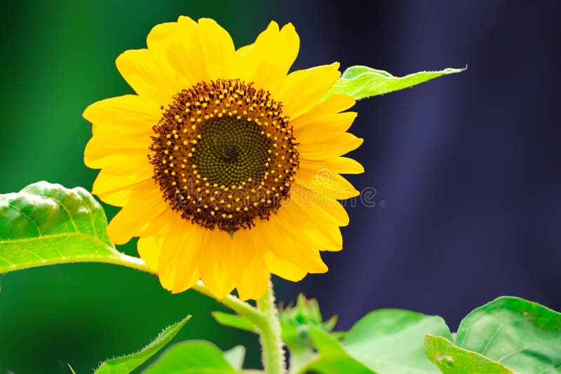Full Bloom Sun Flower Blurred Green and Blue Background Stock Image ...