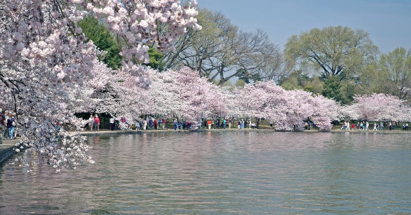 Full Bloom - Tidal Basin - Washington, DC Editorial Stock Photo - Image ...