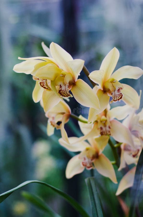 Full Bloom of Yellow Orchid Flower Stock Photo - Image of clear, floral ...