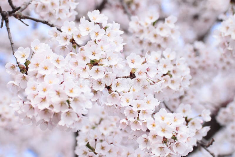 Full Bloomed Cherry Blossoms Stock Image - Image of blossom, pink: 23696583