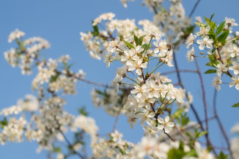 Full Bloomed Cherry in Russia Stock Photo - Image of botany, life ...