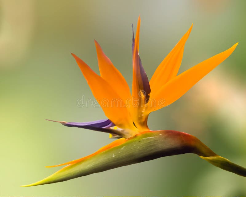 A Full bloomed flower stock photo. Image of lovely, travel - 284406724