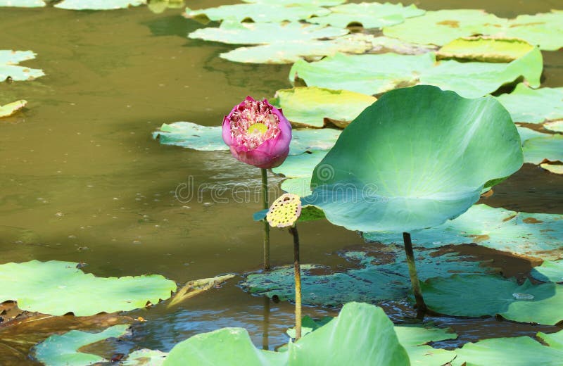 Full Bloomed Lotus Flower with an Opened Seed Pot in the Pond Stock ...