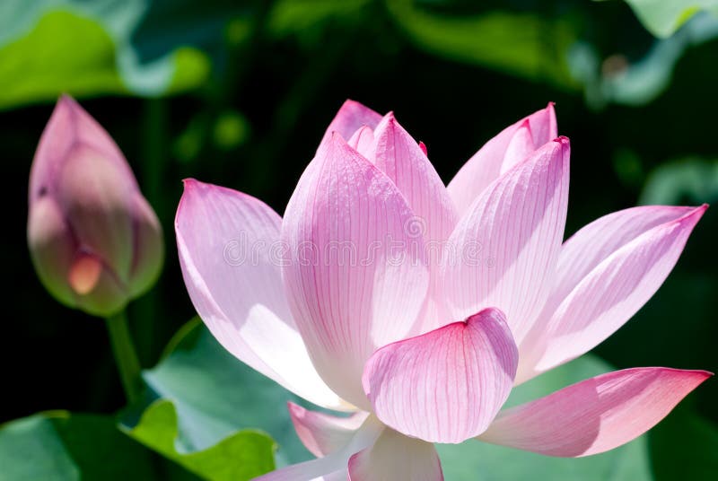 Full blooming lotus stock image. Image of summer, plant - 24071201