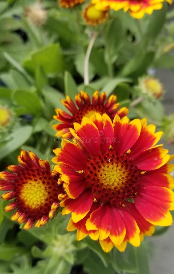 Full Blooming Multi Colored Daisies Stock Photo - Image of blooming ...