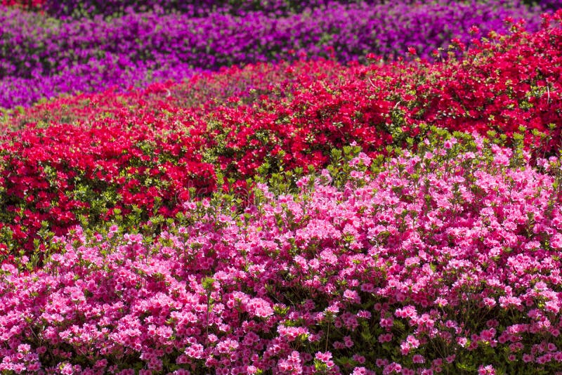 Full Blossoming Azalea Field Stock Photo - Image of beauty, flores ...