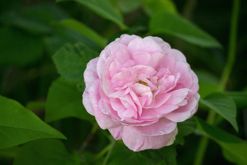 Full-blown pink rose stock photo. Image of outdoors, rose - 94057964