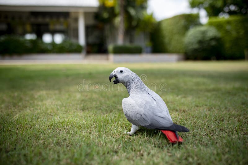 Full Body of African Grey Parrot on Green Grass Floor Stock Photo ...