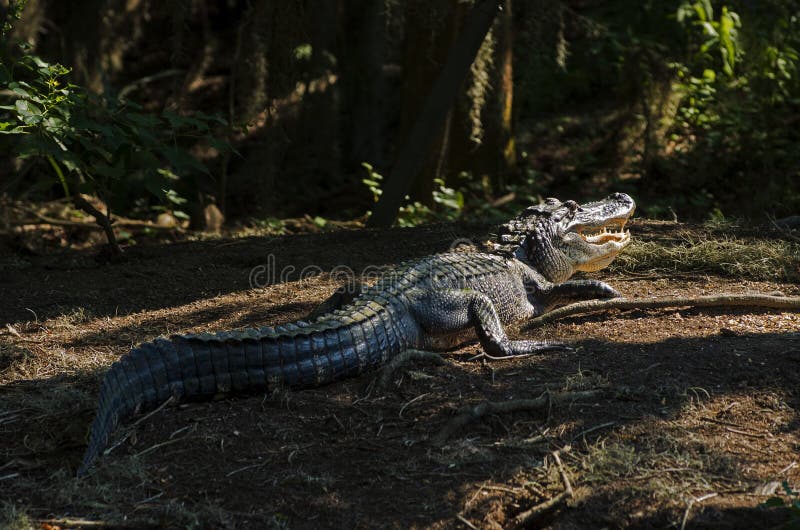Full Body of Alligator in Bayou Stock Image - Image of scales, gator ...