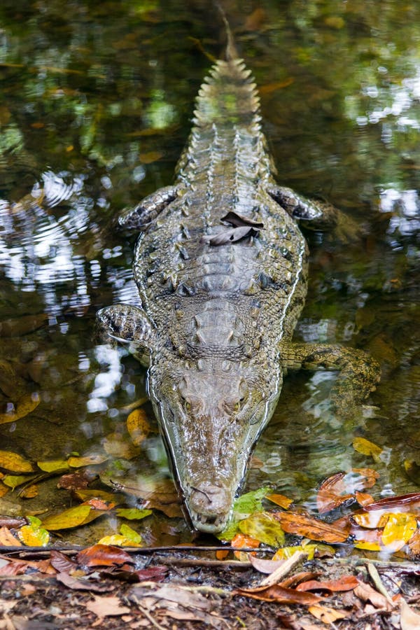 Full body crocodile stock photo. Image of river, power - 42119392